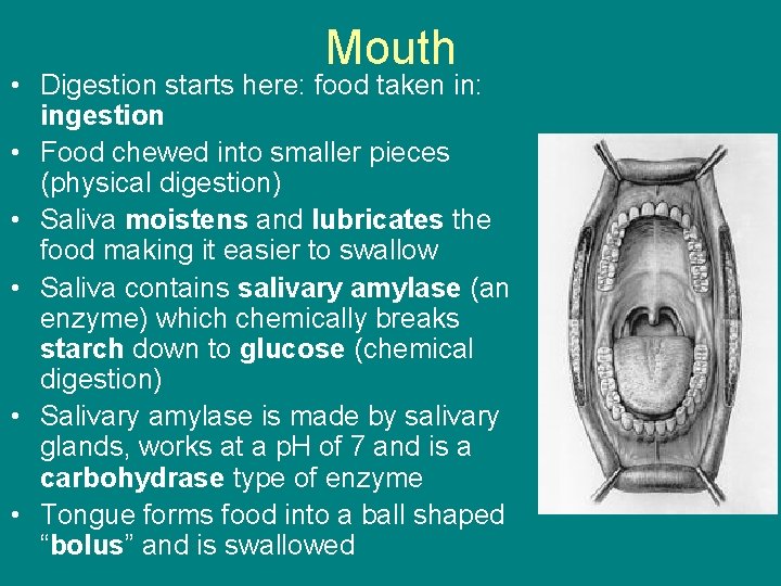 Digestive System Tooth Types Incisors biting cutting food
