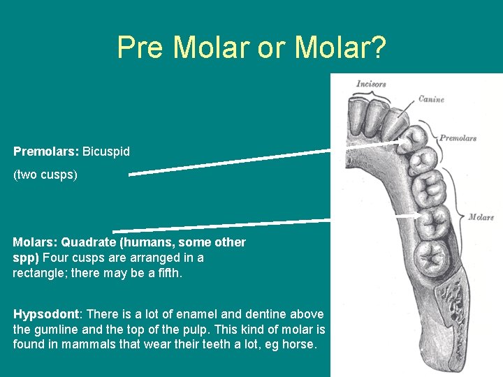 Digestive System Tooth Types Incisors biting cutting food