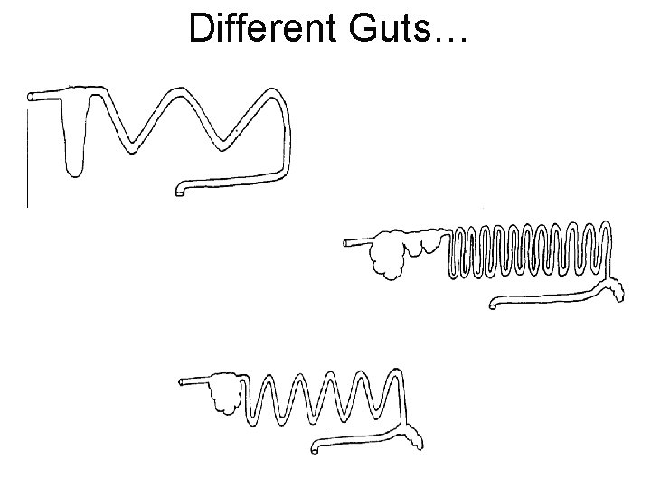 Digestive System Tooth Types Incisors biting cutting food