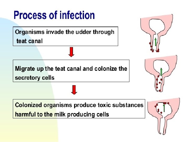 Bovine Mastitis Normal udder Vascularisation of udder Mastitisinflammed