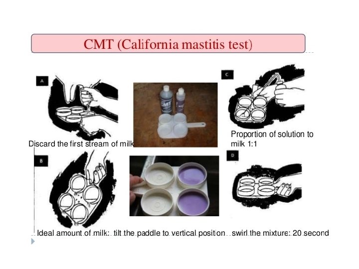 Bovine Mastitis Normal udder Vascularisation of udder Mastitisinflammed