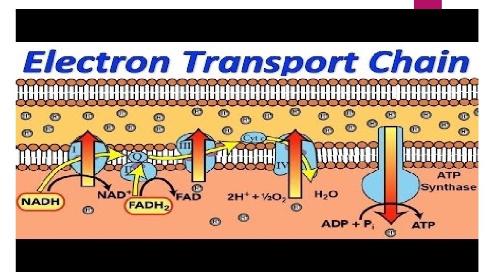The Electron Transport Chain AN ELECTRON LOOKING FOR