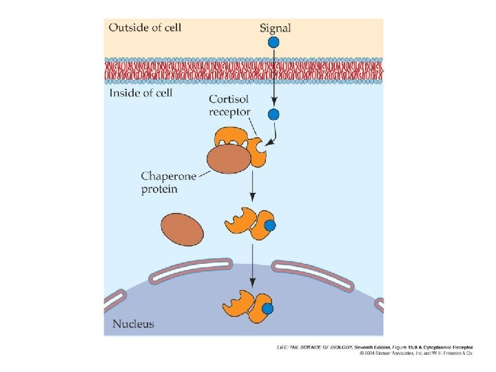 Steroid hormones Corticosteroid Glucocorticoids diffuse into the cell