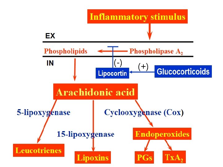 Steroid hormones Corticosteroid Glucocorticoids diffuse into the cell
