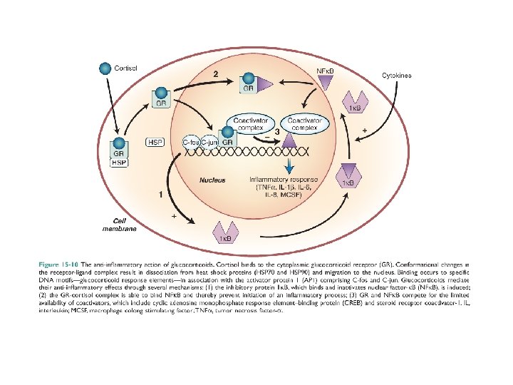 Steroid hormones Corticosteroid Glucocorticoids diffuse into the cell
