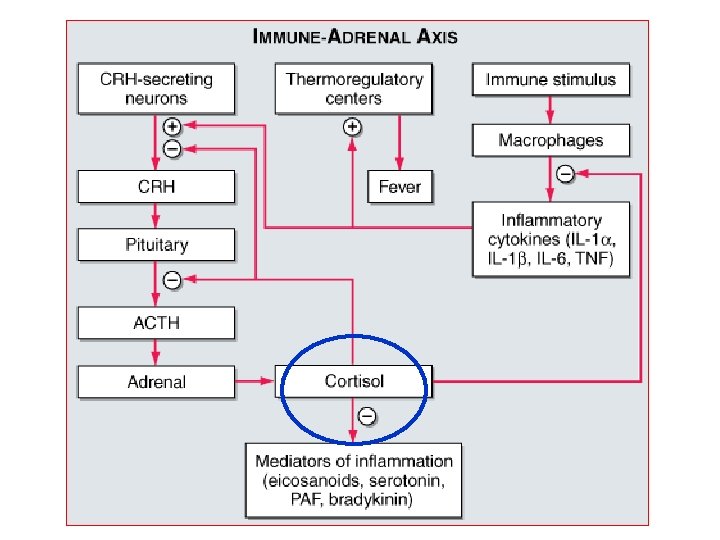 Steroid hormones Corticosteroid Glucocorticoids diffuse into the cell