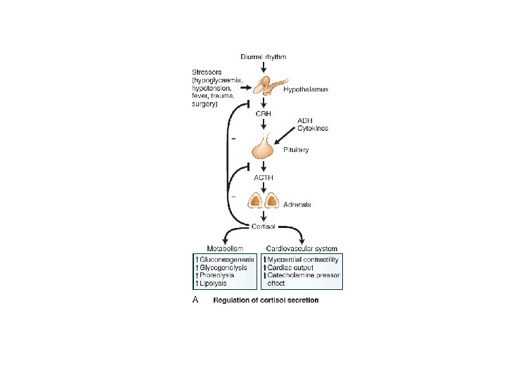 Steroid hormones Corticosteroid Glucocorticoids diffuse into the cell