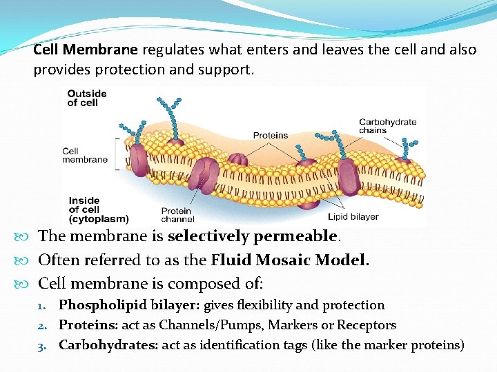 Cell Transport CHAPTER 9 Cell Boundaries Cell Environments