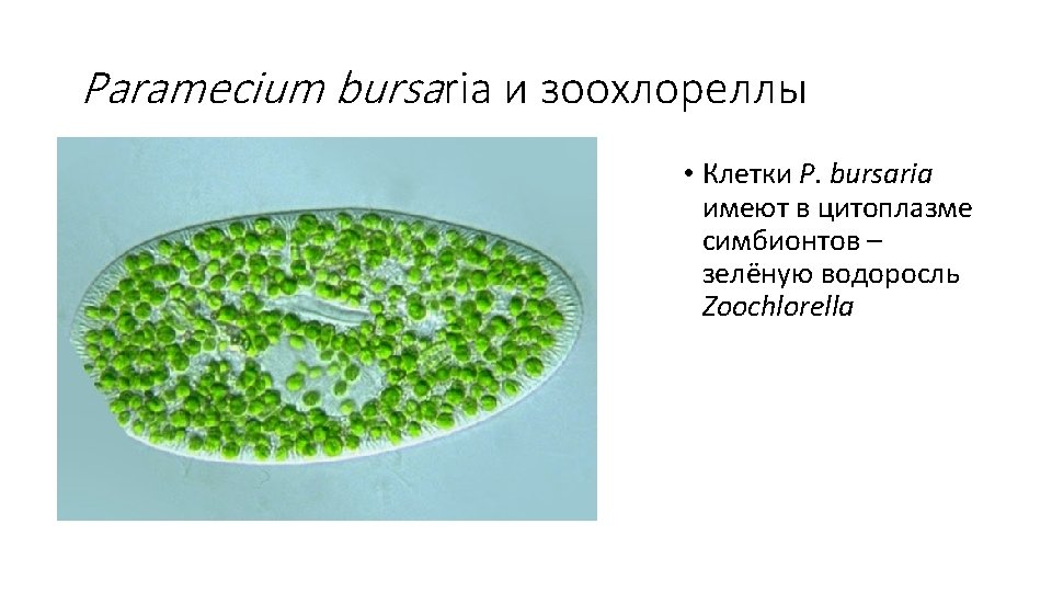 Ciliophora Alveolata Perkinsozoa Ciliophora Apicomplexa Sporozoa ...