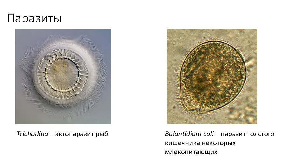 Ciliophora Alveolata Perkinsozoa Ciliophora Apicomplexa Sporozoa Colpodellida Dinoflagellata