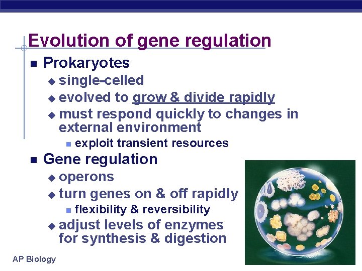 Evolution of gene regulation Prokaryotes singlecelled u evolved