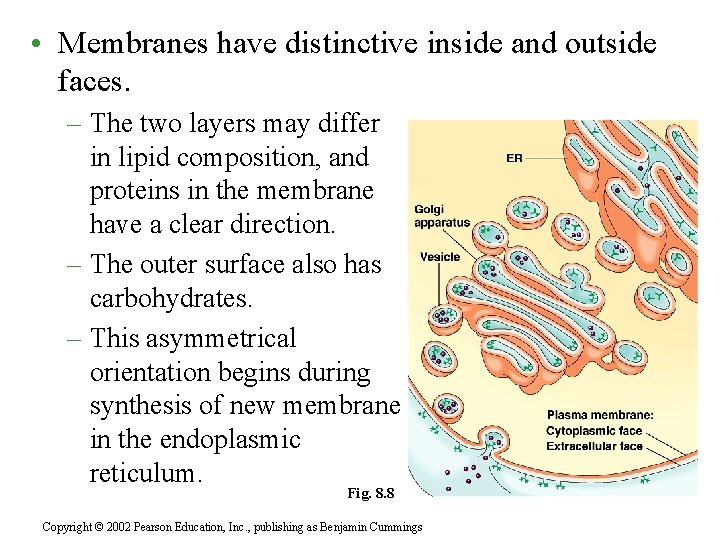 Chapter 8 Cell membranes In 1972 S J
