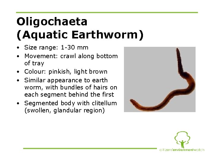 Citizens Environment Watch Water Quality Monitoring with Benthic