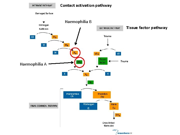 Anticoagulation Reversal May 11 2013 Objectives Develop an