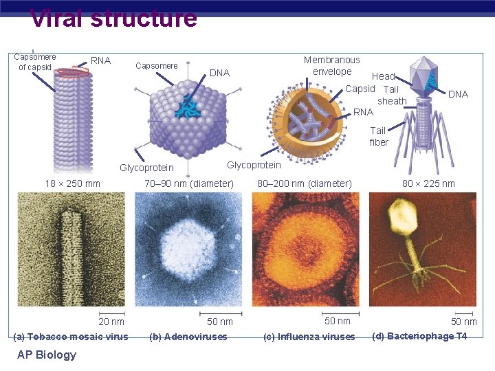 Viral Genetics AP Biology 12272021 Hepatitis Viral diseases