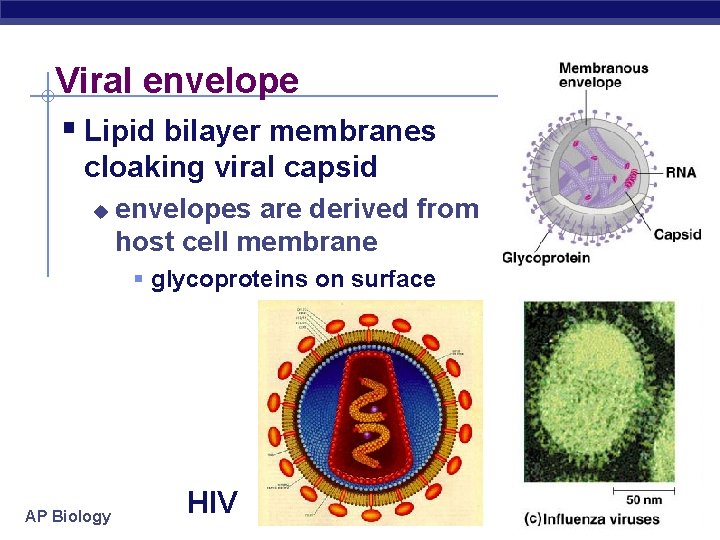 Viral Genetics AP Biology 12272021 Hepatitis Viral diseases