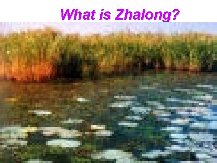 Unit 5 Birdwatchers Welcome Everyone Play redcrowned crane