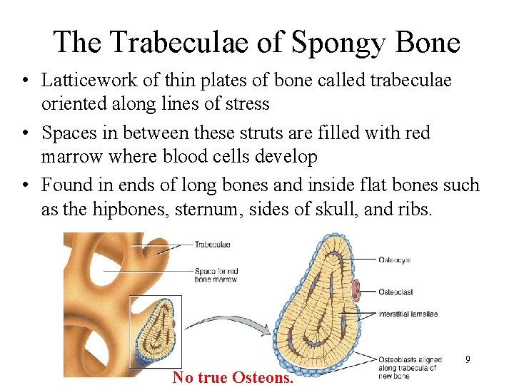 Chapter 6 Bone Tissue Dynamic and everchanging throughout