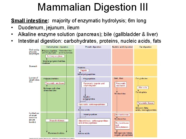 Animal Nutrition Chapter 41 Nutritional Requirements Undernourishment ...