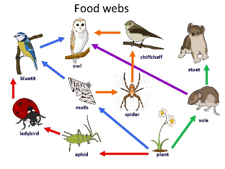 Food Webs IGCSE Biology STARTER Changes in food