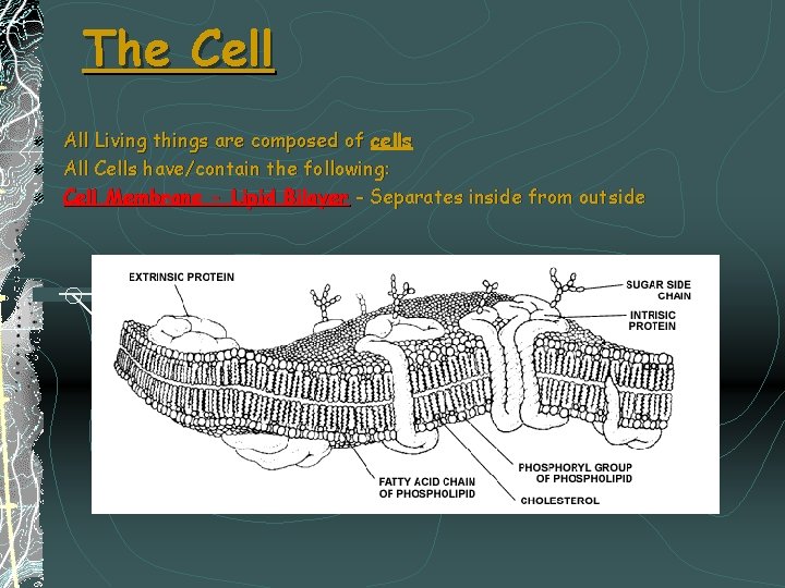 The Cell All Living things are composed of