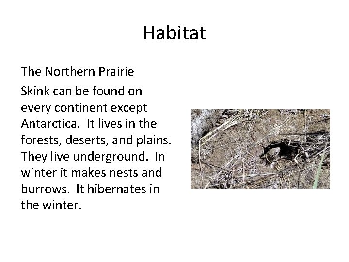 Northern Prairie Skink By Ethan What It Looks