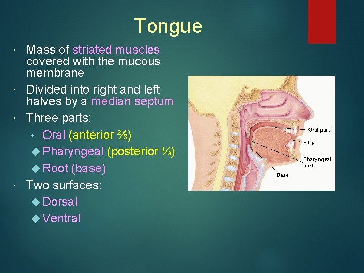 Tongue Tongue Mass of striated muscles covered with