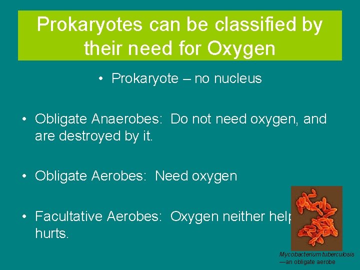 The Prokaryotes Archaea and Bacteria All photos in