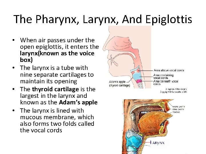 The Respiratory System Chapter 11 Unit 7 The