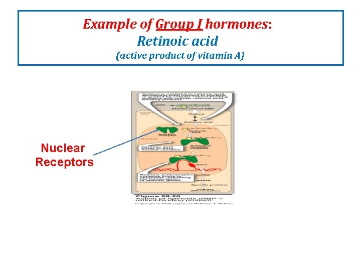 Mechanisms of hormone actions Endocrine 412 Objectives Defining