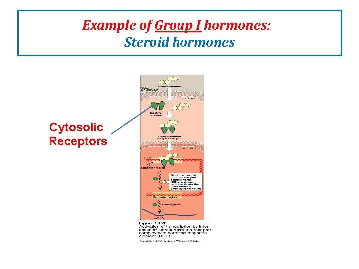 Mechanisms of hormone actions Endocrine 412 Objectives Defining