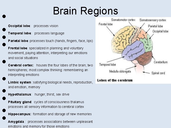 Human Body Systems Unit 1 Identity Directional Terms
