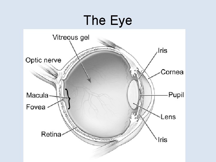 Human Body Systems Unit 1 Identity Directional Terms