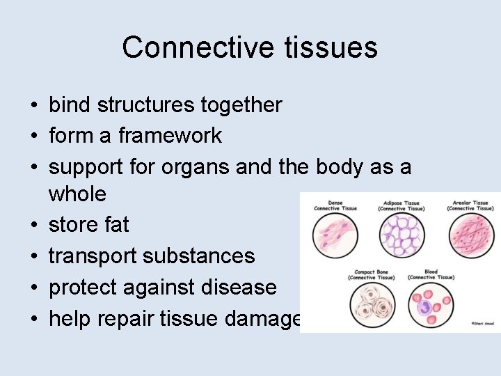 Human Body Systems Unit 1 Identity Directional Terms