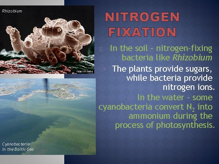 N C P NUTRIENT CYCLING The Carbon Nitrogen