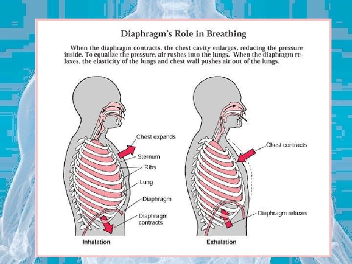 The Respiratory System Balloon Lab Every person has
