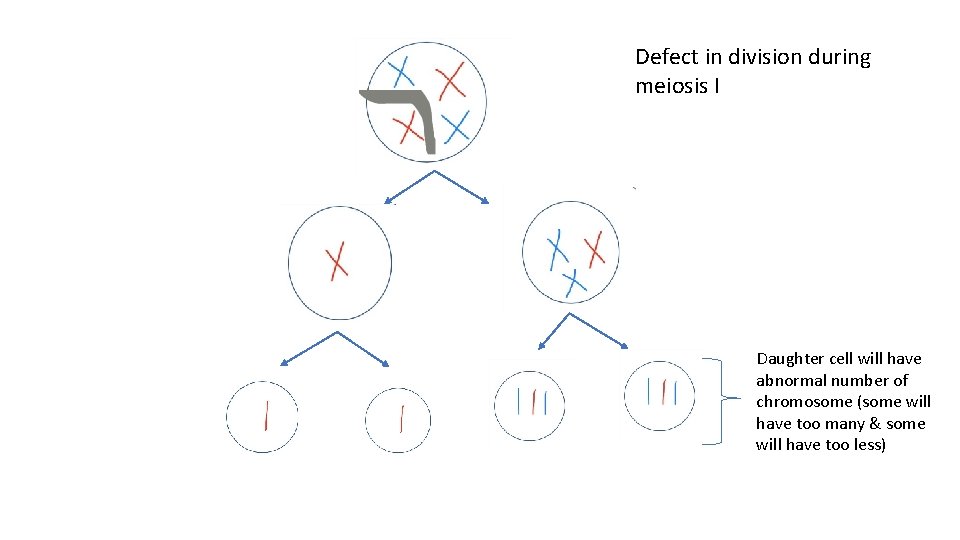 VIP Common Chromosomal Disorders Yara Zoubi Lina Yousef