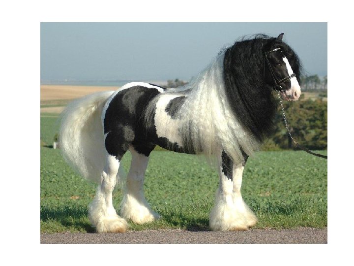 Le gipsy cob Irish cob Standard de la