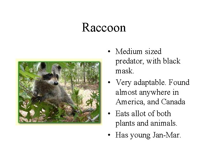 Wolverine Largest member of weasel family Dark brown