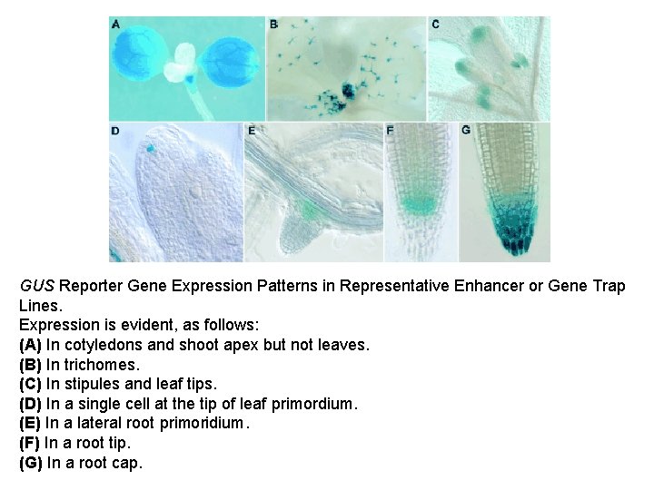 Forward Genetics Begins with a mutant altered phenotype