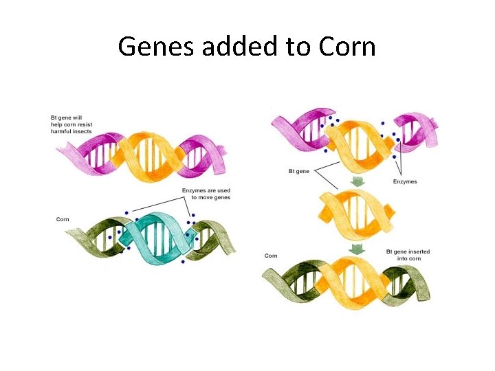 Genetic Engineering What is Genetic Engineering the deliberate