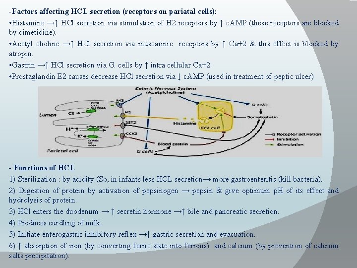 3 GASTRIC SECRETION Prof Sherif W Mansour Physiology