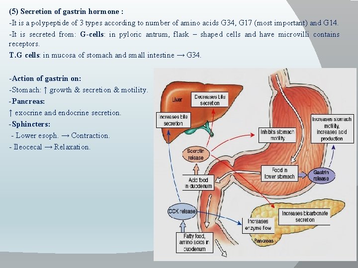 3 GASTRIC SECRETION Prof Sherif W Mansour Physiology