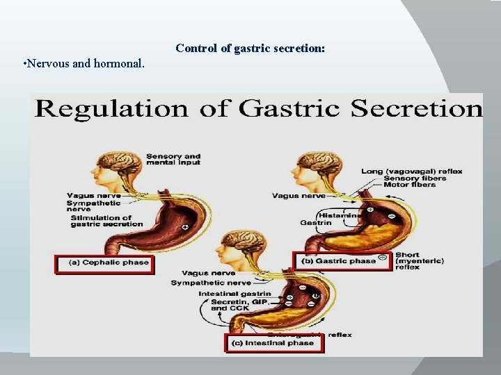 3 GASTRIC SECRETION Prof Sherif W Mansour Physiology