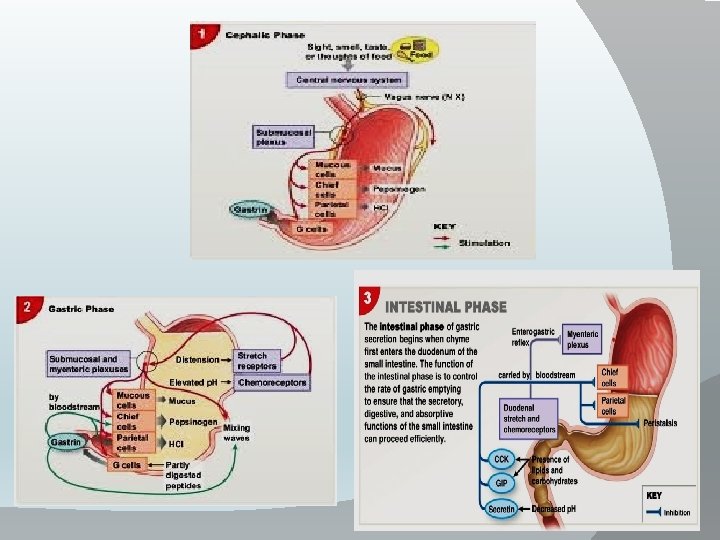 3 GASTRIC SECRETION Prof Sherif W Mansour Physiology