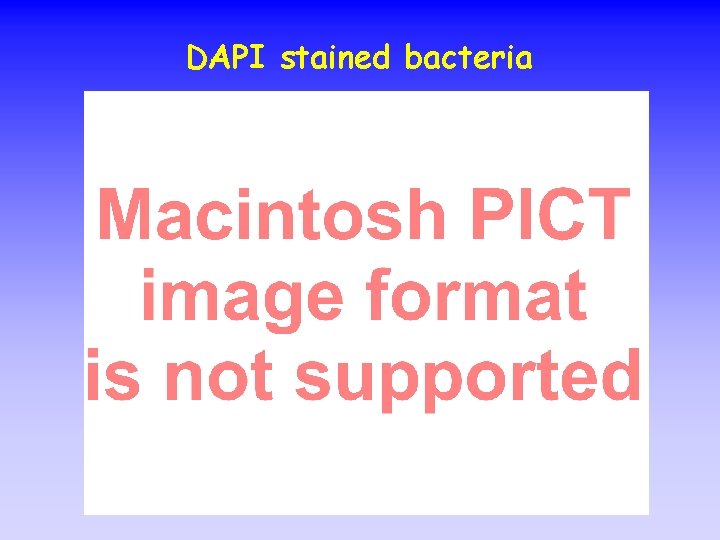 Should We Study Microbes at Microbial Scales and