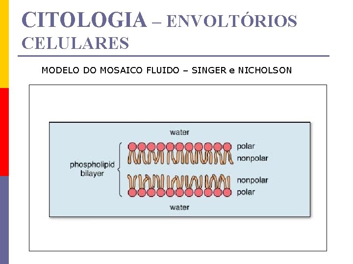 CITOLOGIA CLULA ANIMAL CITOLOGIA ENVOLTRIOS CELULARES MODELO DO