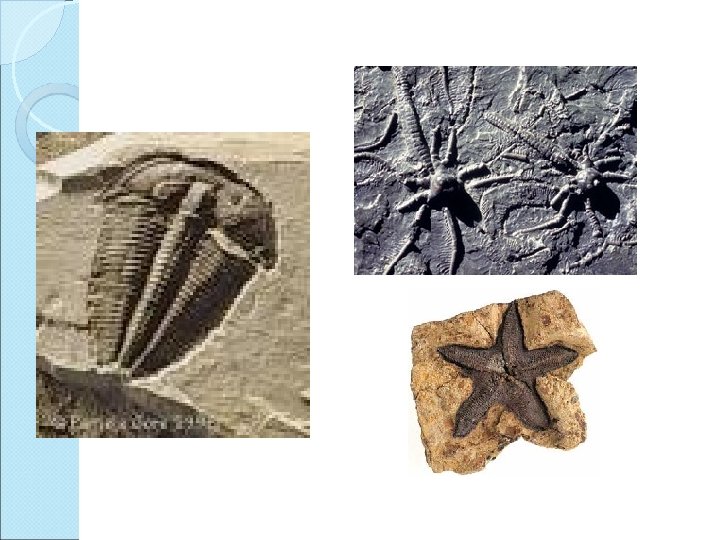 Unit 5 Evolution Evidence of Evolution Evidence 1