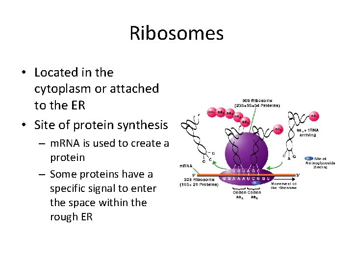 The Cytomembrane System Components Endoplasmic Reticulum Rough Smooth