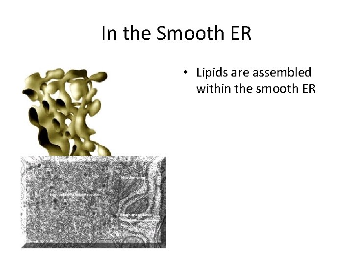 The Cytomembrane System Components Endoplasmic Reticulum Rough Smooth